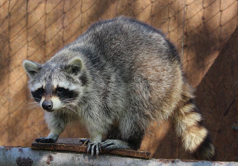 Mapache foto de archivo. Imagen de cola, cautiverio, salvaje - 92854576