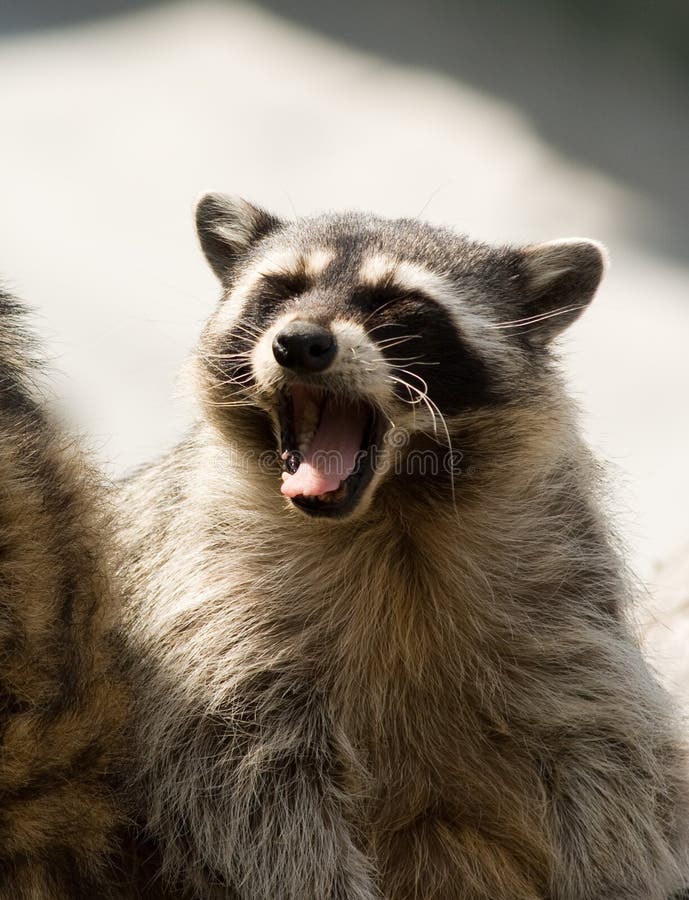 Mapache Rabioso Que Hace Espuma En La Boca Foto de archivo - Imagen de ...