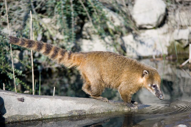 Mapache imagen de archivo. Imagen de bestia, ojos, mapache - 939685