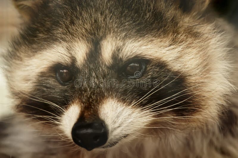 Mapache Rabioso Que Hace Espuma En La Boca Foto de archivo - Imagen de ...