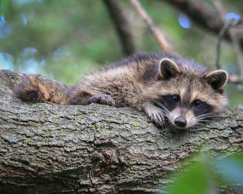 Mapache Y Puerco Espín Del Bebé Foto de archivo - Imagen de lupines ...