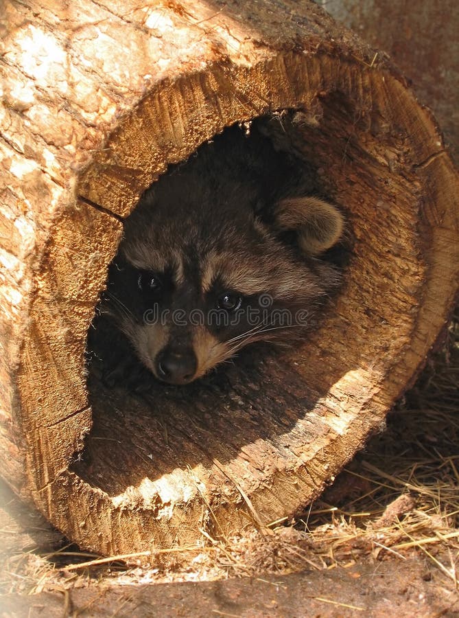 Mapache asustado imagen de archivo. Imagen de mascota - 1252681