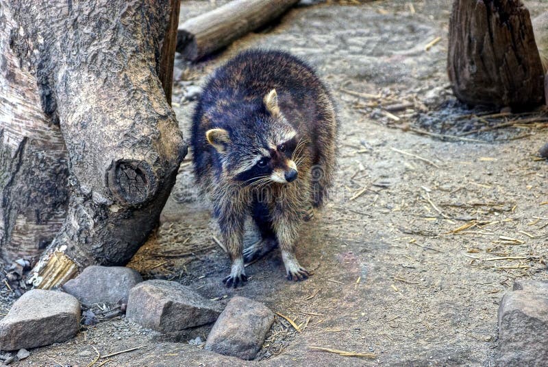 Mapache Asustado En La Tierra Cerca De Un árbol Foto de archivo ...