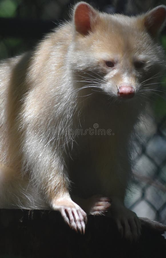 Albino Raccoon Fotos de stock - Fotos libres de regalías de Dreamstime