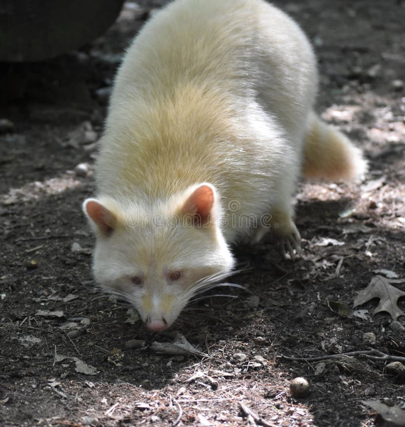 Mapache Blanco Mullido Que Camina a Lo Largo De La Tierra Imagen de ...