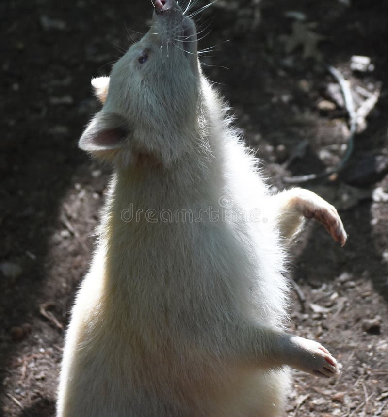 Albino Raccoon Fotos de stock - Fotos libres de regalías de Dreamstime