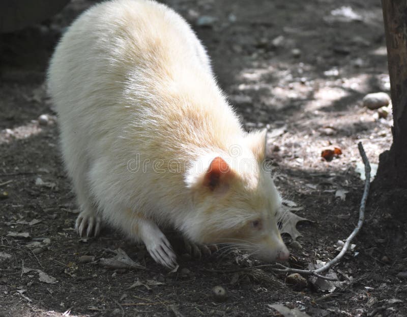 Mapache Blanco Salvaje Con Shaggy Fur Largo Imagen de archivo - Imagen ...
