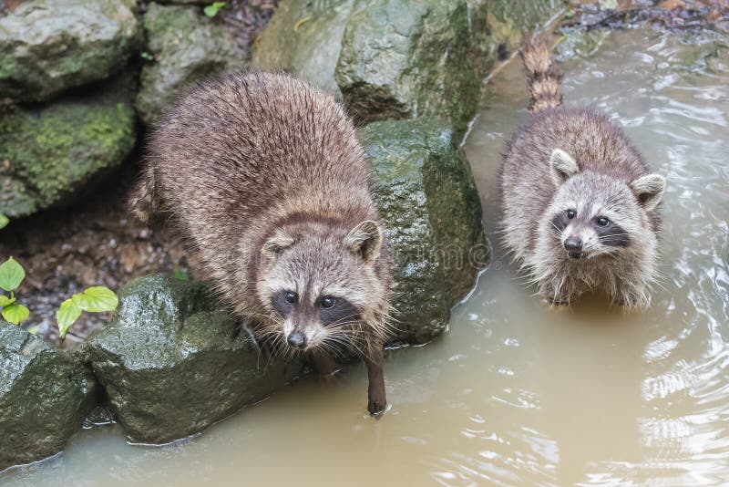 Lotor Del Mapache/del Procyon Que Se Coloca En Agua Foto de archivo ...
