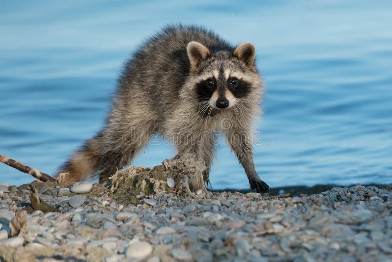 Mapache común y ardilla imagen de archivo. Imagen de nocturnal - 31438141