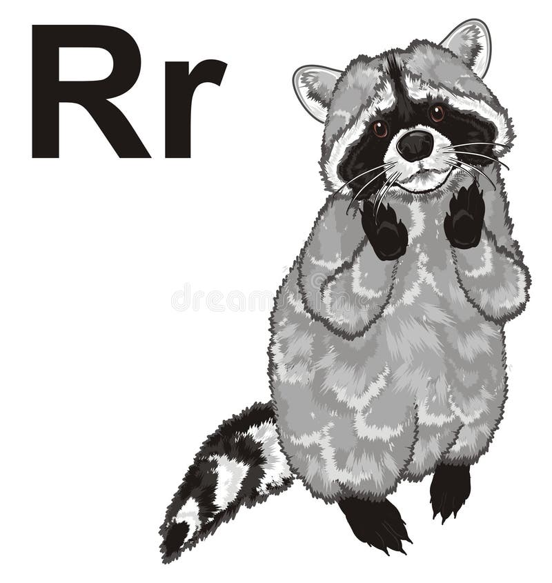 Mapache con las letras stock de ilustración. Ilustración de blanco ...