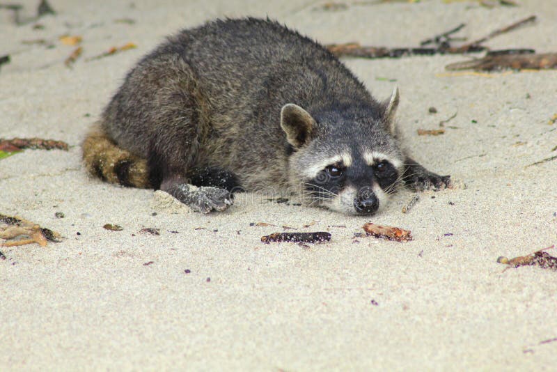 Mapache de reclinación foto de archivo. Imagen de playa - 22315516