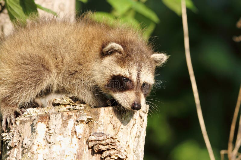 Mapache Del Bebé Del Resorte Imagen de archivo - Imagen de parque, coon ...