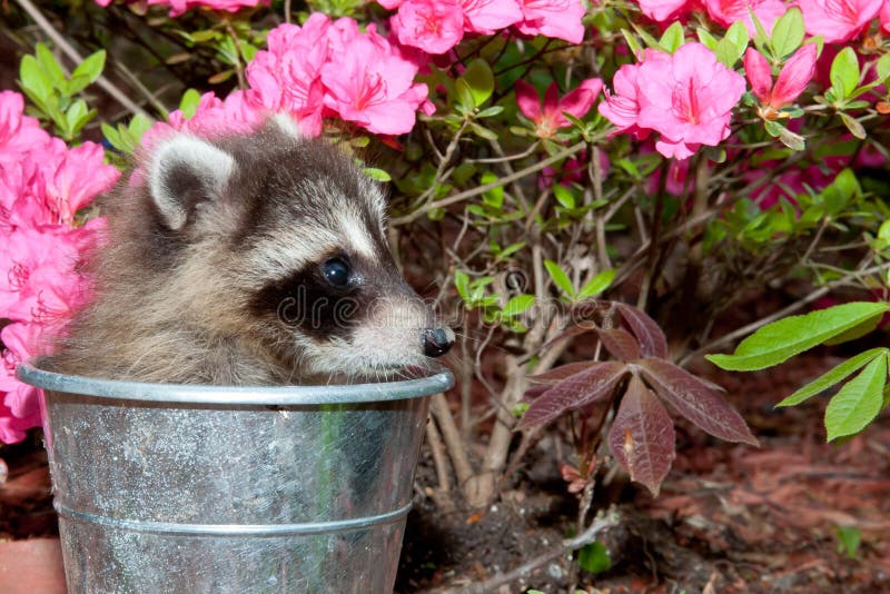 238 Mapache Con Las Flores Fotos de stock - Fotos libres de regalías de ...