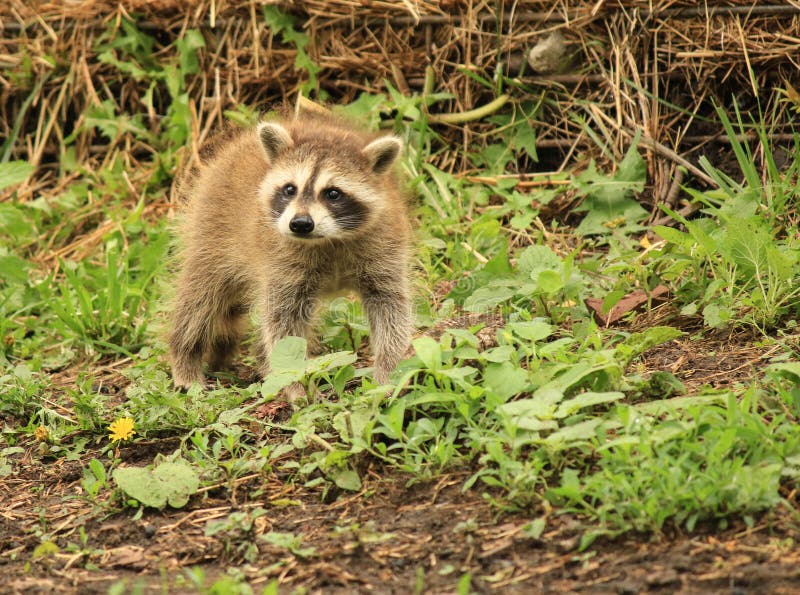 Mapache Del Bebé (6 Semanas) - Lotor Del Procyon Imagen de archivo ...