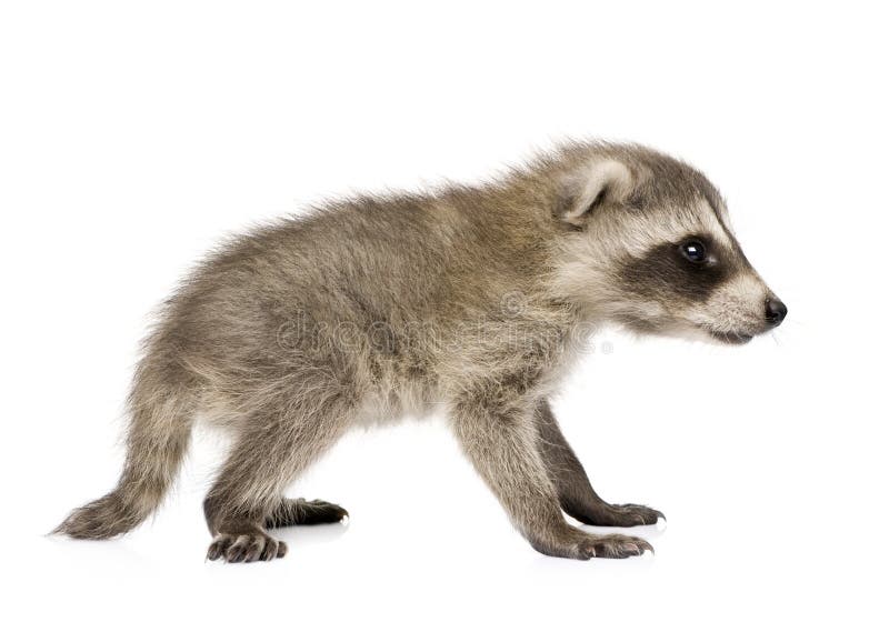 Mapache Del Bebé (6 Semanas) - Lotor Del Procyon Imagen de archivo ...