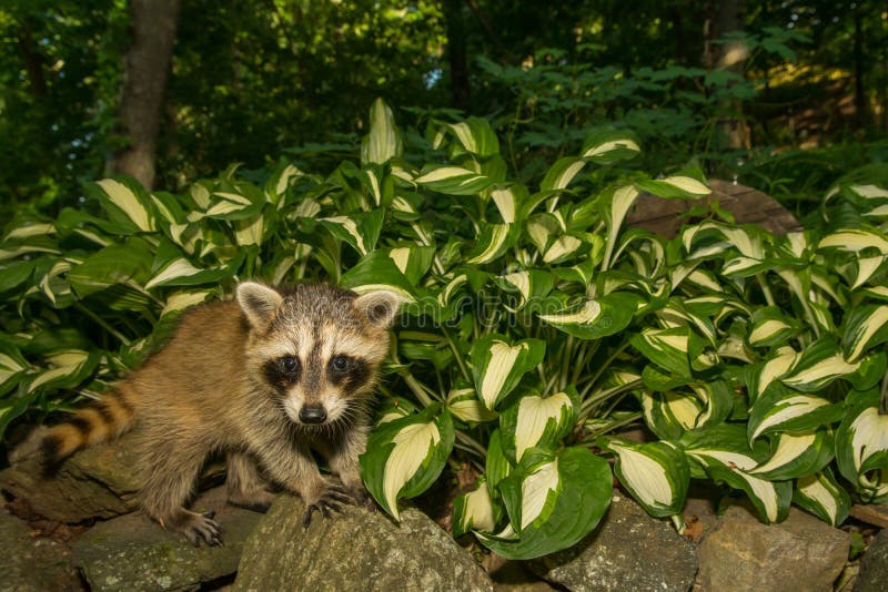 238 Mapache Con Las Flores Fotos de stock - Fotos libres de regalías de ...