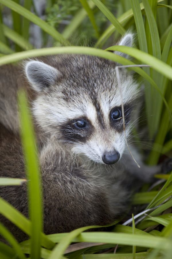 Mapache del bebé foto de archivo. Imagen de inmaduro, piel - 9669136