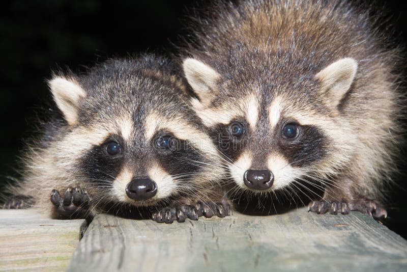 Mapache Asustado En La Tierra Cerca De Un árbol Foto de archivo ...