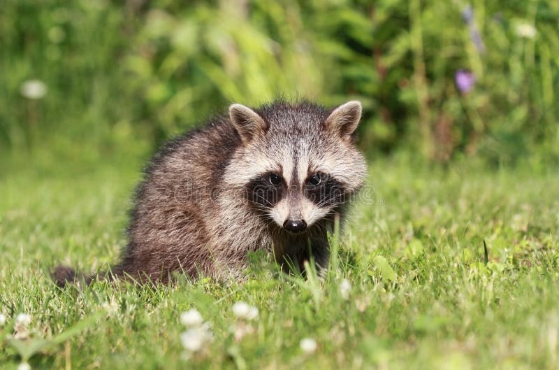 Mapache Sobre La Hierba En El Desierto Foto de archivo - Imagen de ...