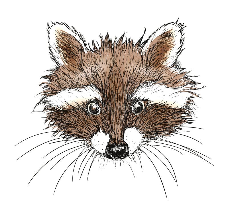 Mapache dibujado mano ilustración del vector. Ilustración de feliz ...