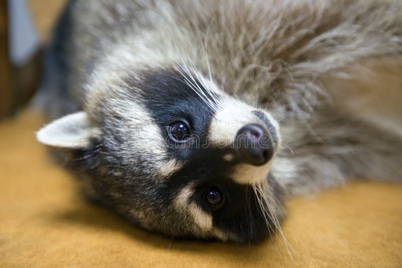 Mapache divertido foto de archivo. Imagen de ladrón, alegre - 65722580