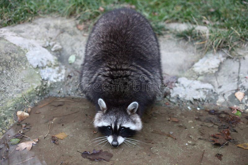 Mapache divertido foto de archivo. Imagen de ladrón, alegre - 65722580