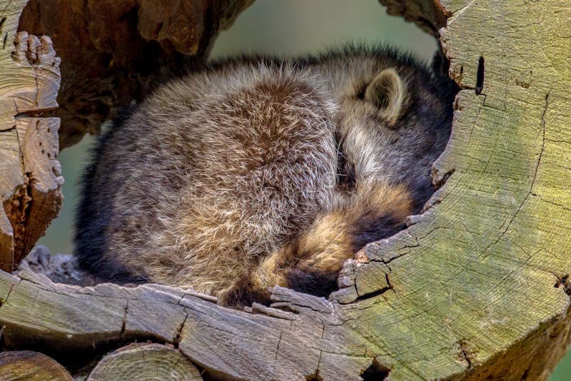 Mapache El Dormir En Una Rama Imagen de archivo - Imagen de gris, hojas ...