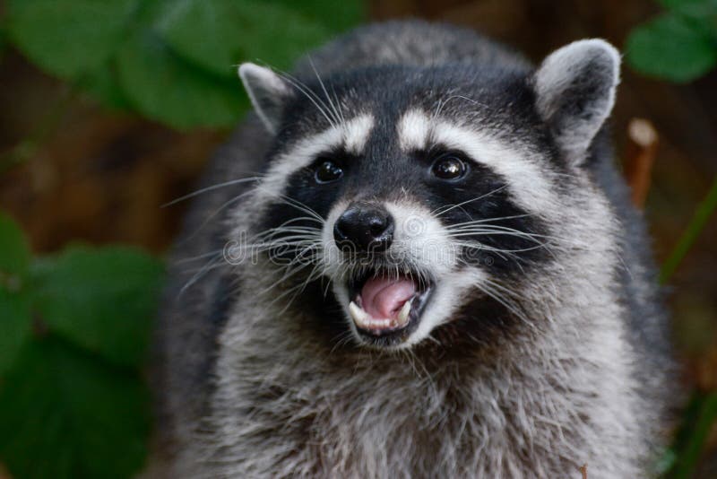 Boca del mapache foto de archivo. Imagen de cierre, bozal - 5325380
