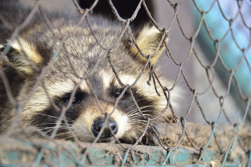 El Mapache En La Jaula Se Ve Triste Y Pregunta De Manera Clara: Foto de ...