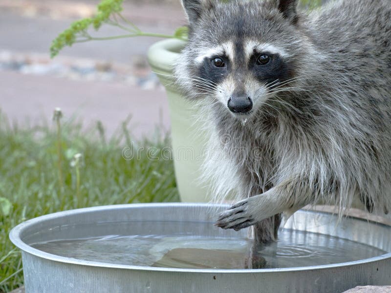 Mapache En La Cacerola De Riego Foto de archivo - Imagen de patio ...
