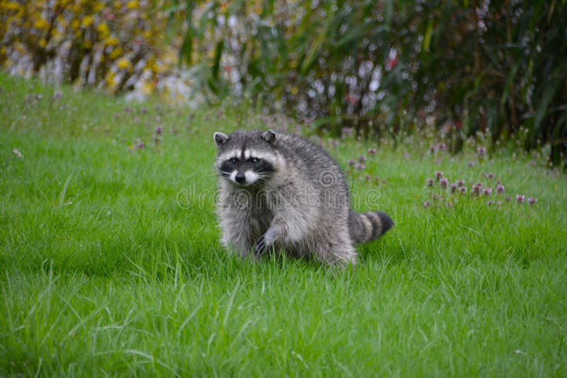 MAPACHE EN LA LLUVIA foto de archivo. Imagen de hierba - 109853176