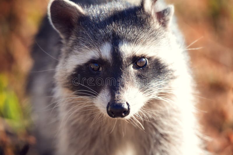 Primer De Un Mapache, Procyon Iotor, Comiendo Un Huevo, Aislante Imagen ...