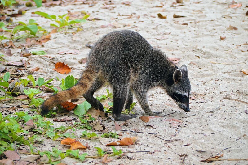 Mapache En La Playa En Costa Rica Foto de archivo - Imagen de pelo ...