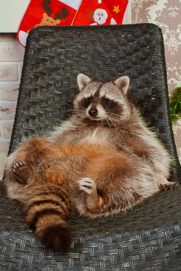 Mapache Grande Que Se Sienta En La Silla Negra Foto de archivo - Imagen ...