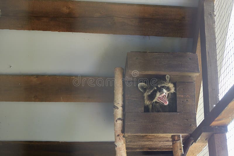 Mapache Gris Muestra Dientes En Su Jaula Foto de archivo - Imagen de ...
