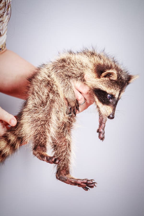Mapache Joven Divertido En Las Manos De La Mujer Imagen de archivo ...