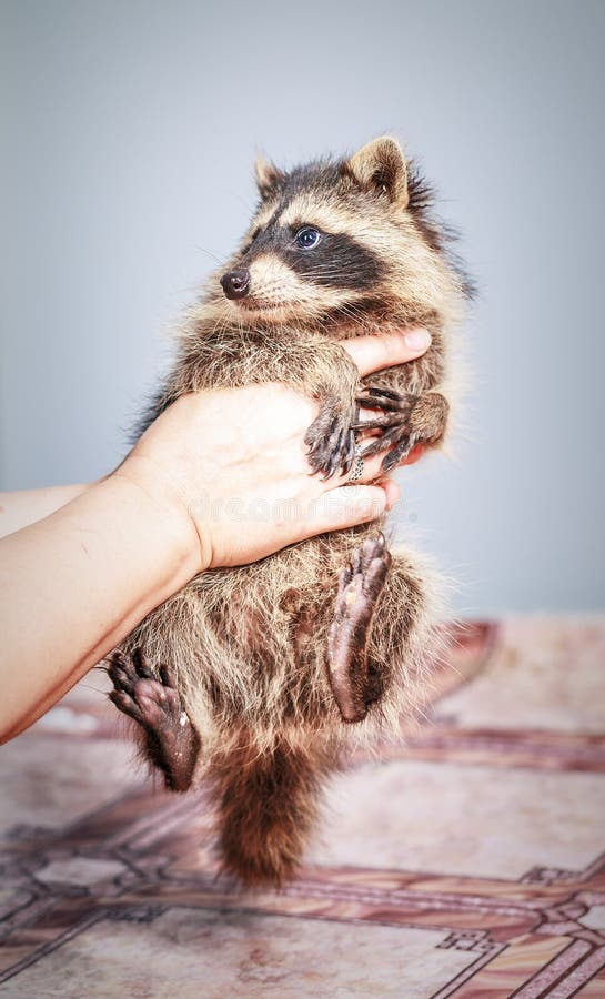 Mapache Joven Divertido En Las Manos De La Mujer Foto de archivo ...