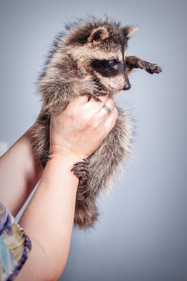 Mapache Joven Divertido En Las Manos De La Mujer Foto de archivo ...