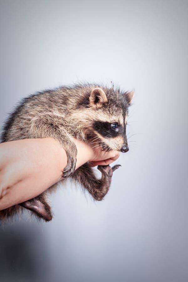 Mapache Joven Divertido En Las Manos De La Mujer Foto de archivo ...