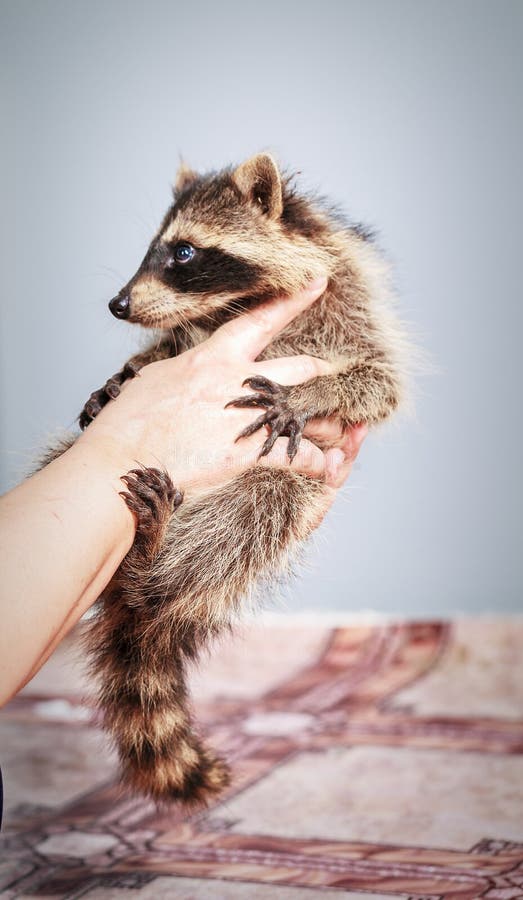 Mapache Joven Divertido En Las Manos De La Mujer Foto de archivo ...