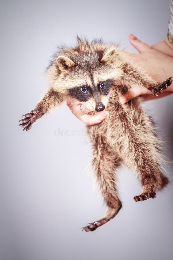 Mapache Joven Divertido En Las Manos De La Mujer Foto de archivo ...