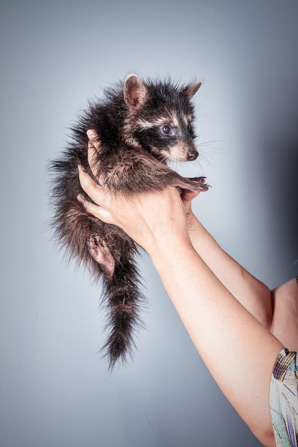 Mapache Joven Divertido En Las Manos De La Mujer Imagen de archivo ...