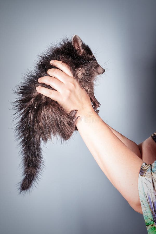Mapache Joven Divertido En Las Manos De La Mujer Foto de archivo ...