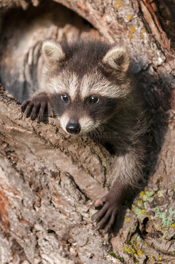 Mapache Joven Que Lava Su Comida Antes De Comerla Imagen de archivo ...