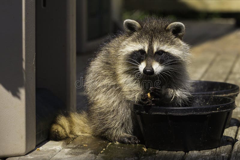 Mapache Que Come Una Espiga De Trigo Foto de archivo - Imagen de ...