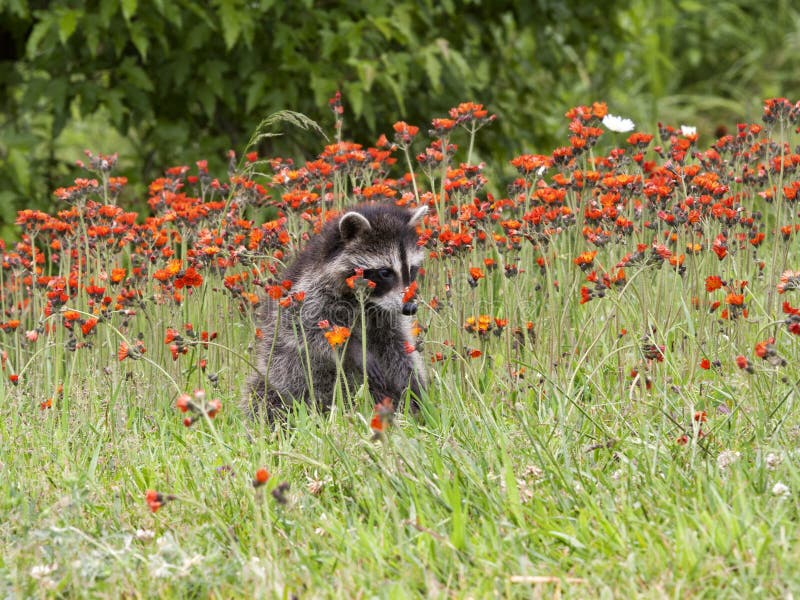 Mapache Joven Que Para Oler Las Flores Foto de archivo - Imagen de ...