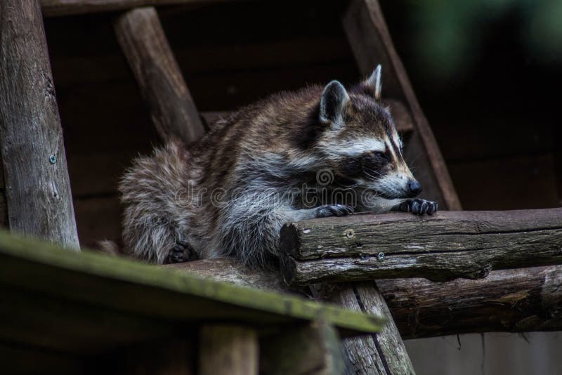 Mapache Lindo Que Descansa En Su Refugio Foto de archivo - Imagen de ...