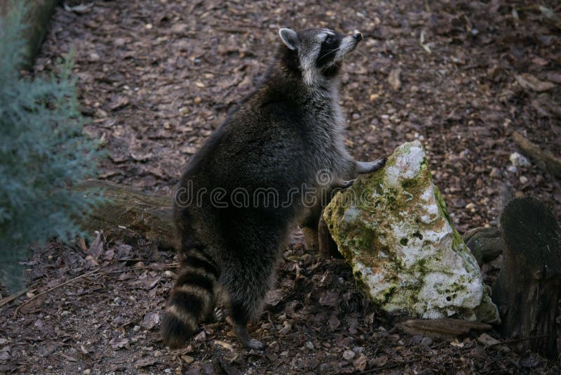 Mapache Lindo Y Gordo Que Busca La Comida Foto de archivo - Imagen de ...