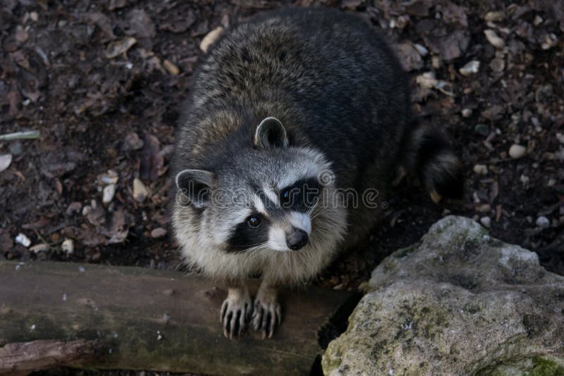Mapache Lindo Y Gordo Que Busca La Comida Foto de archivo - Imagen de ...