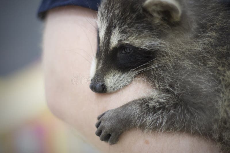 616 Mano Mapache Fotos de stock - Fotos libres de regalías de Dreamstime